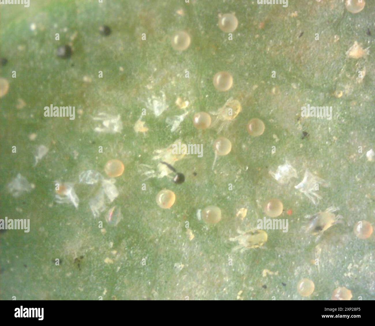 Twospotted Spider Mite (Tetranychus urticae) Arachnida Stock Photo - Alamy