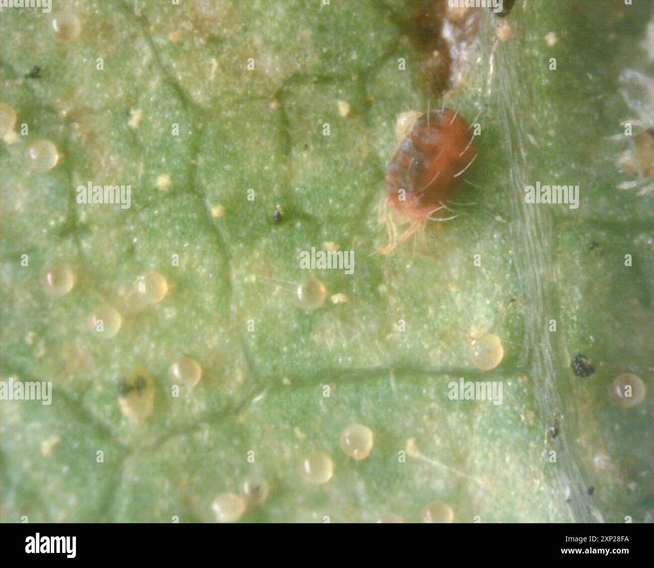 Twospotted Spider Mite (Tetranychus urticae) Arachnida Stock Photo - Alamy