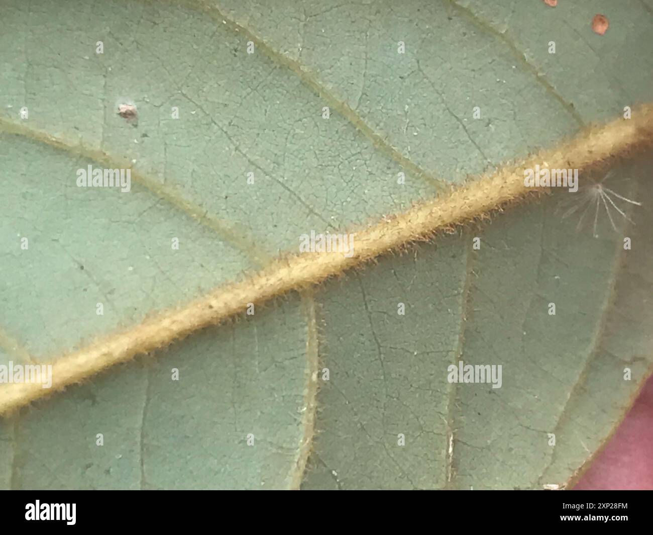 Swamp Bay (Persea palustris) Plantae Stock Photo - Alamy