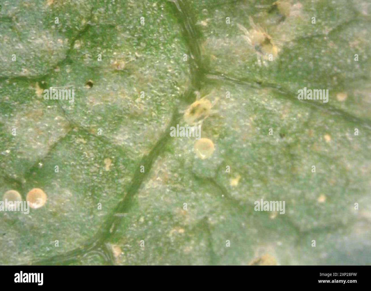 Twospotted Spider Mite (Tetranychus urticae) Arachnida Stock Photo - Alamy
