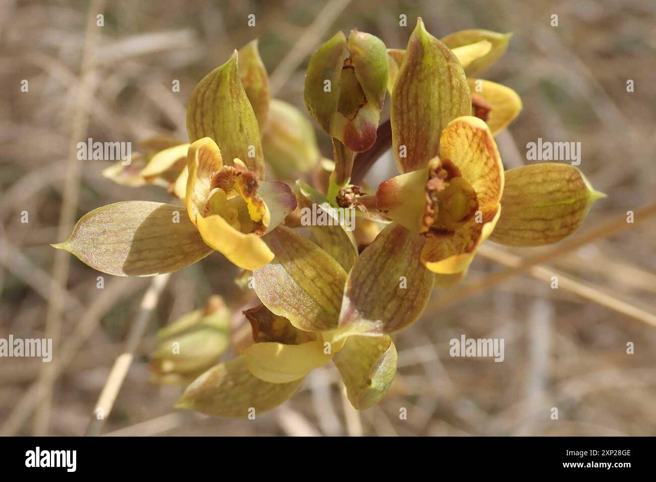 Mini Harlequin (Eulophia parviflora) Plantae Stock Photo - Alamy