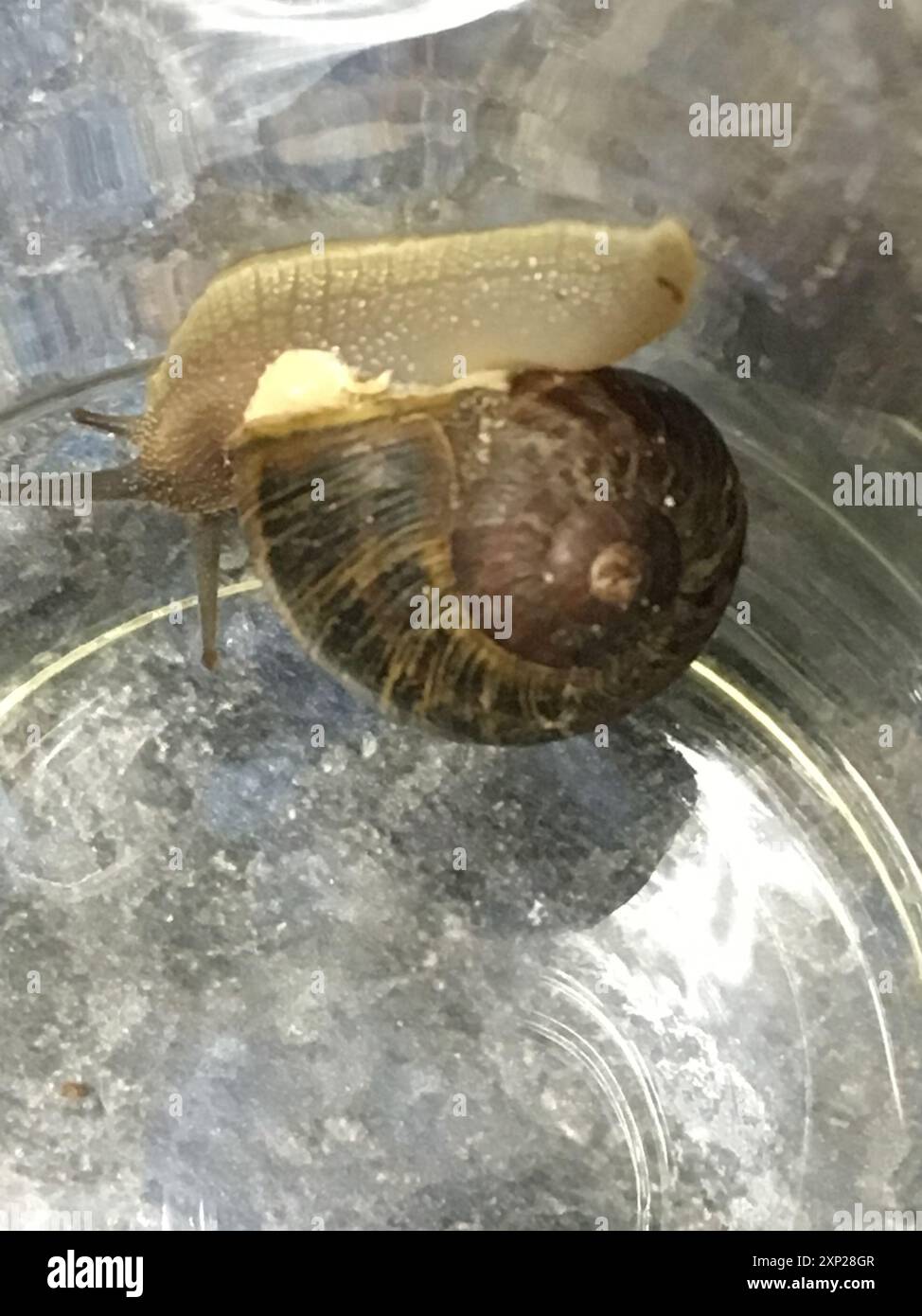 Garden Snail (Cornu aspersum) Mollusca Stock Photo - Alamy