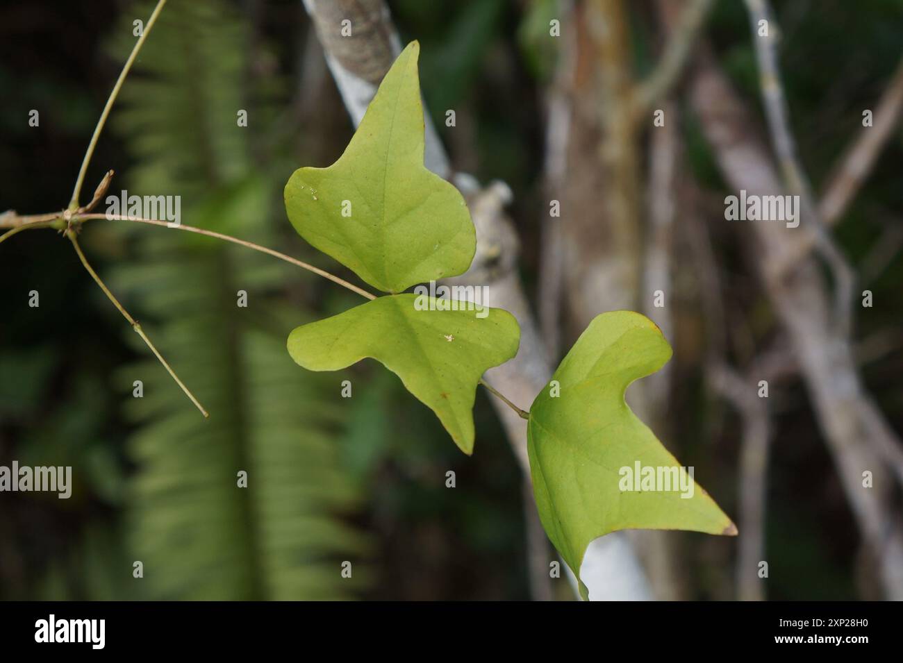 Coral Bean (Erythrina herbacea) Plantae Stock Photo - Alamy