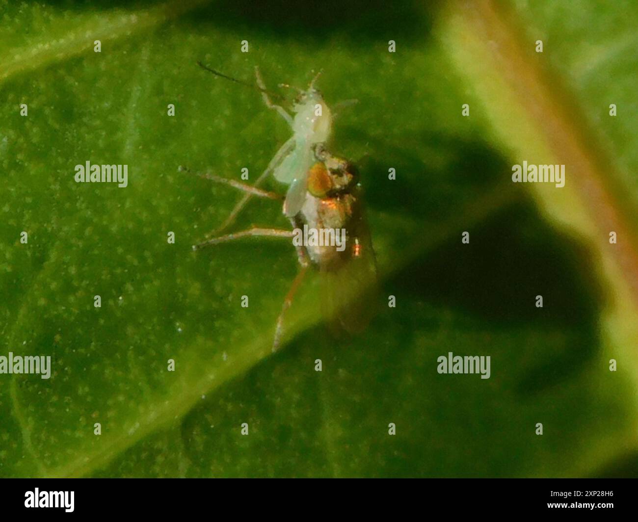 Non-biting Midges (Chironomidae) Insecta Stock Photo - Alamy