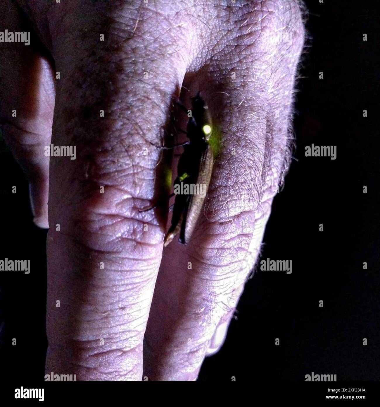 (Pyrophorus punctatissimus) Insecta Stock Photo - Alamy