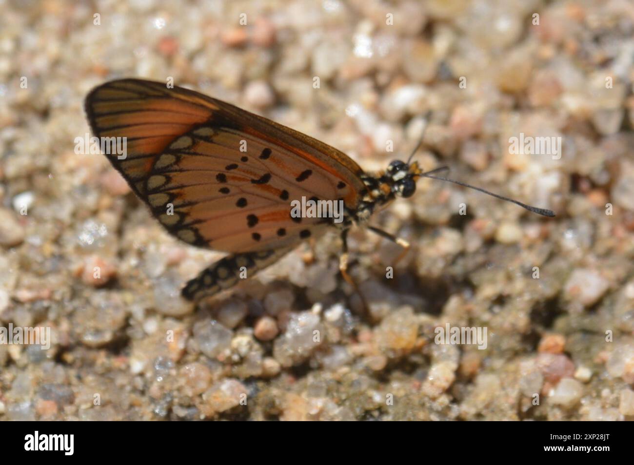 Dancing Amber (Telchinia serena) Insecta Stock Photo - Alamy