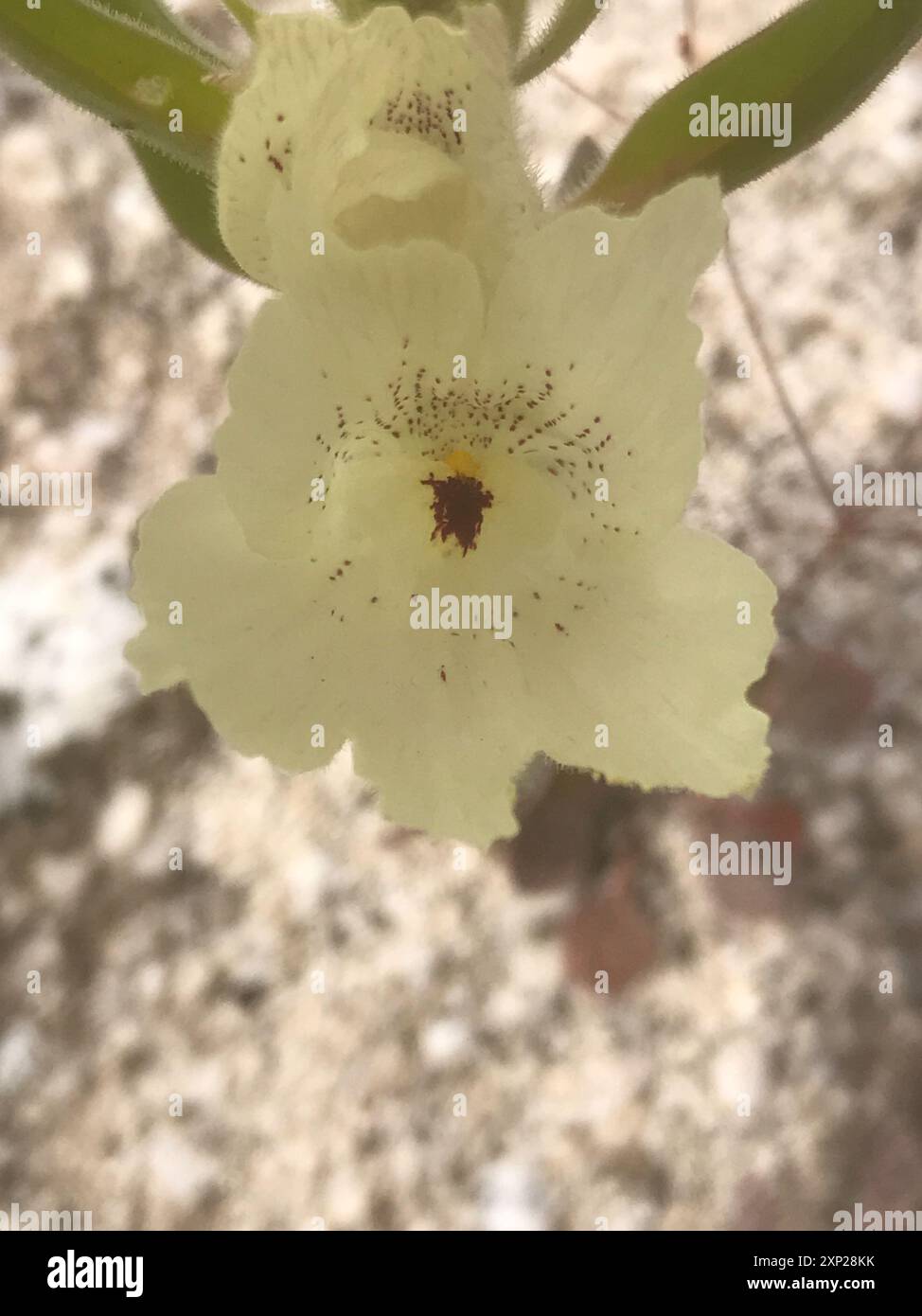 ghost flower (Mohavea confertiflora) Plantae Stock Photo - Alamy