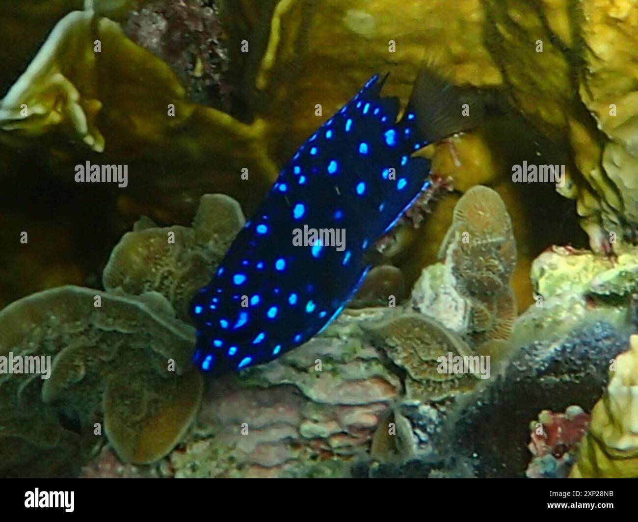 Yellowtail Damselfish (Microspathodon chrysurus) Actinopterygii Stock ...