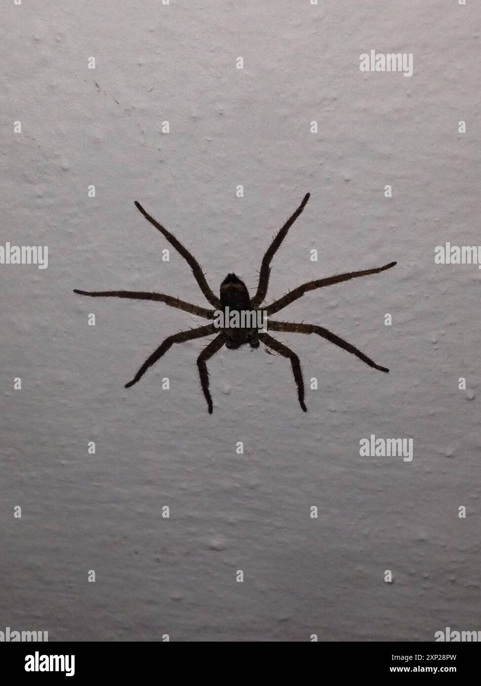 Crescent-eyed Spiders (Selenops) Arachnida Stock Photo - Alamy