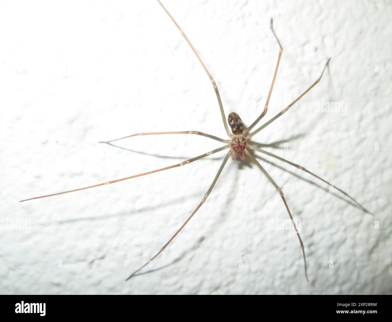 Northern Violin Spider (Loxosceles simillima) Arachnida Stock Photo - Alamy