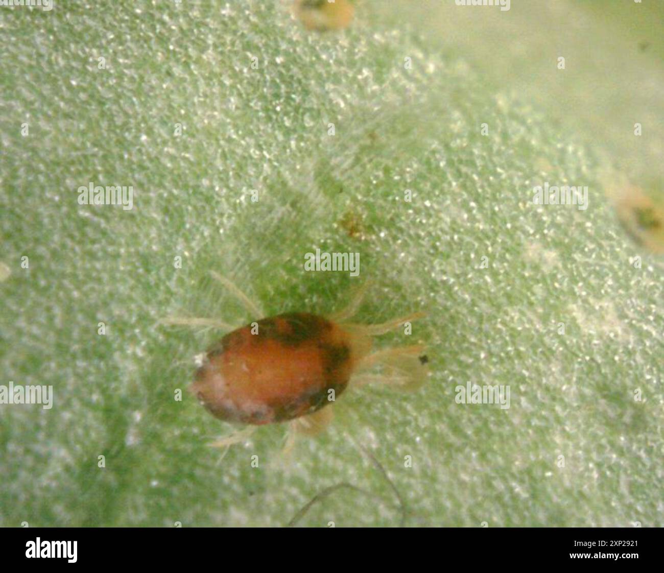 Twospotted Spider Mite (Tetranychus urticae) Arachnida Stock Photo - Alamy