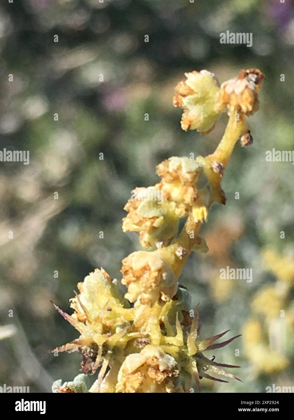 Burrobush (Ambrosia dumosa) Plantae Stock Photo - Alamy
