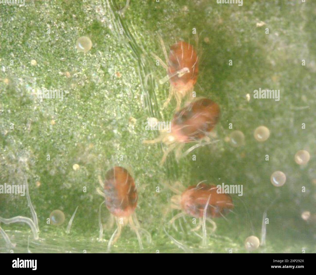 Twospotted Spider Mite (Tetranychus urticae) Arachnida Stock Photo - Alamy