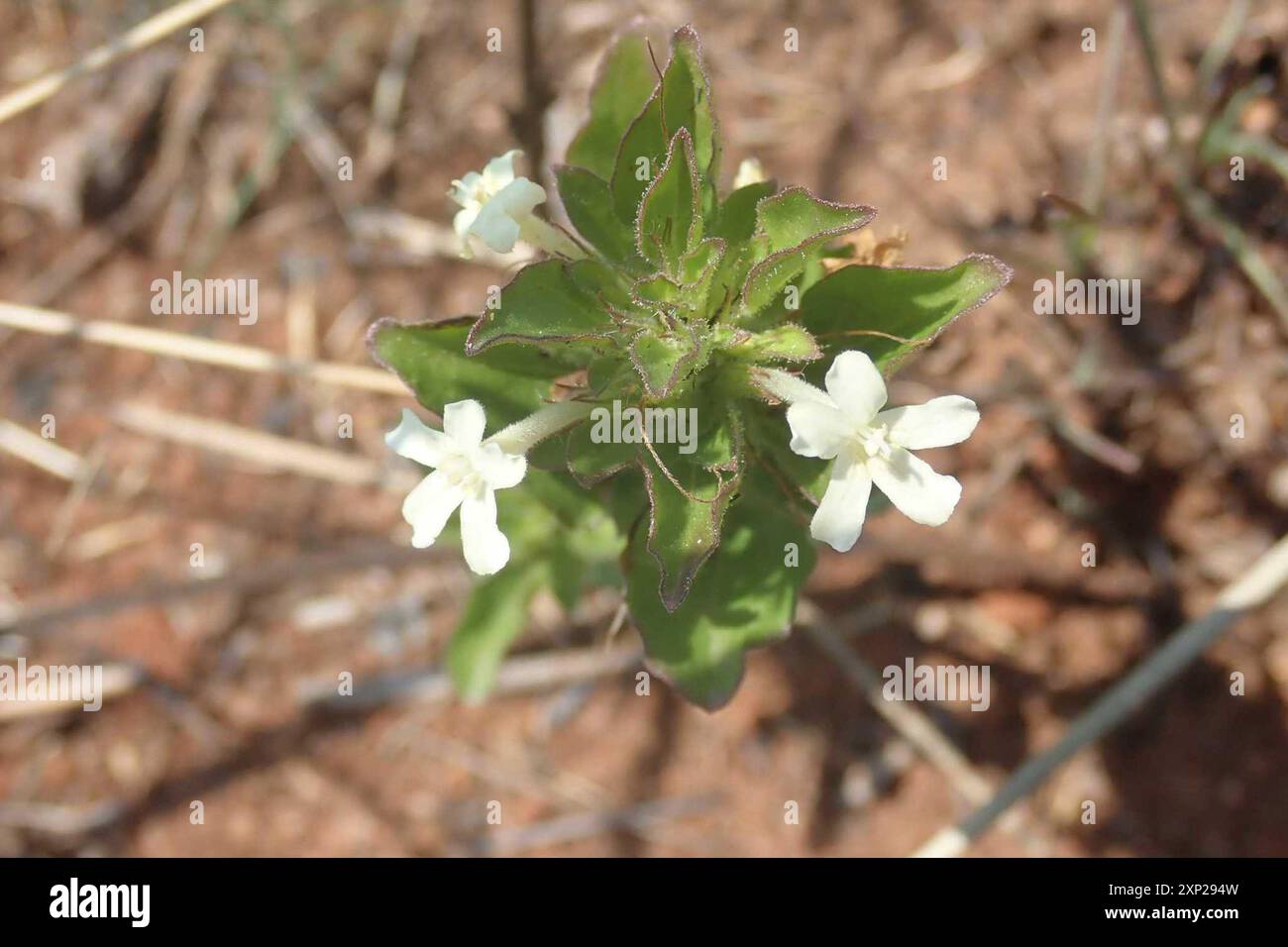 Fairy Stars (Dyschoriste setigera) Plantae Stock Photo - Alamy
