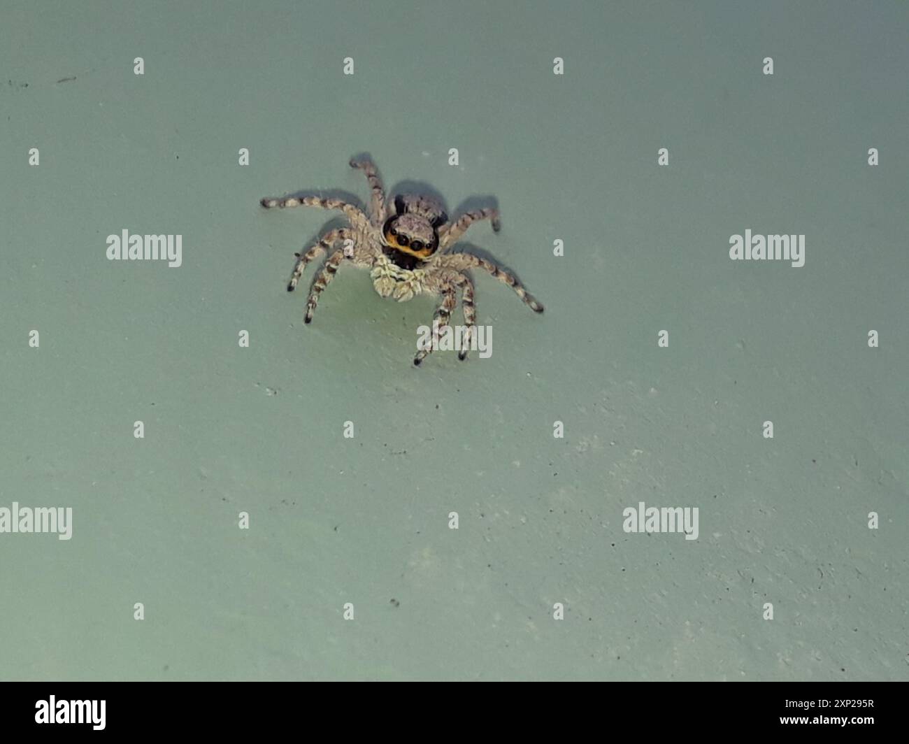 Gray Wall Jumping Spider (Menemerus bivittatus) Arachnida Stock Photo ...