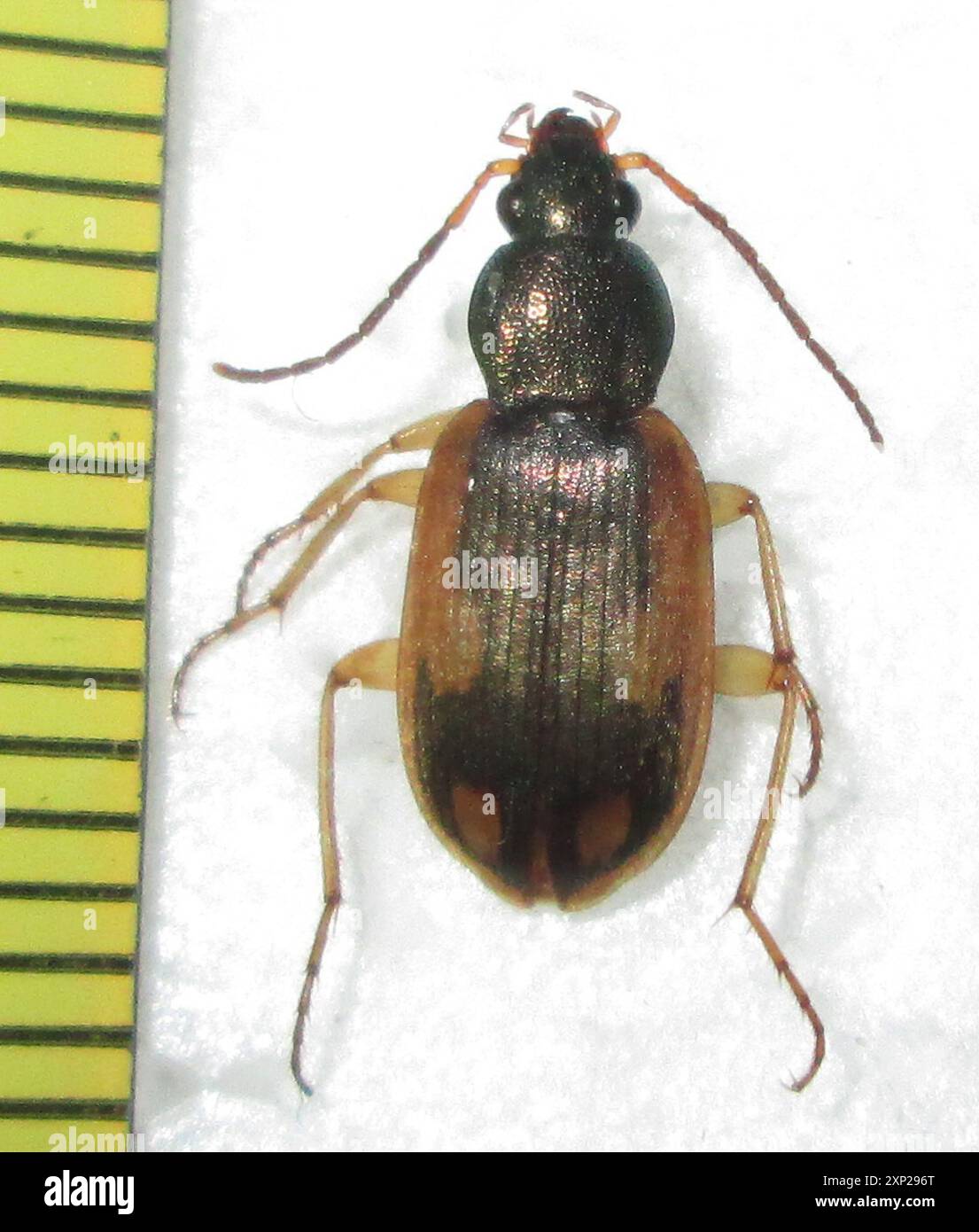 Vivid Metallic Ground Beetles (Chlaenius) Insecta Stock Photo - Alamy