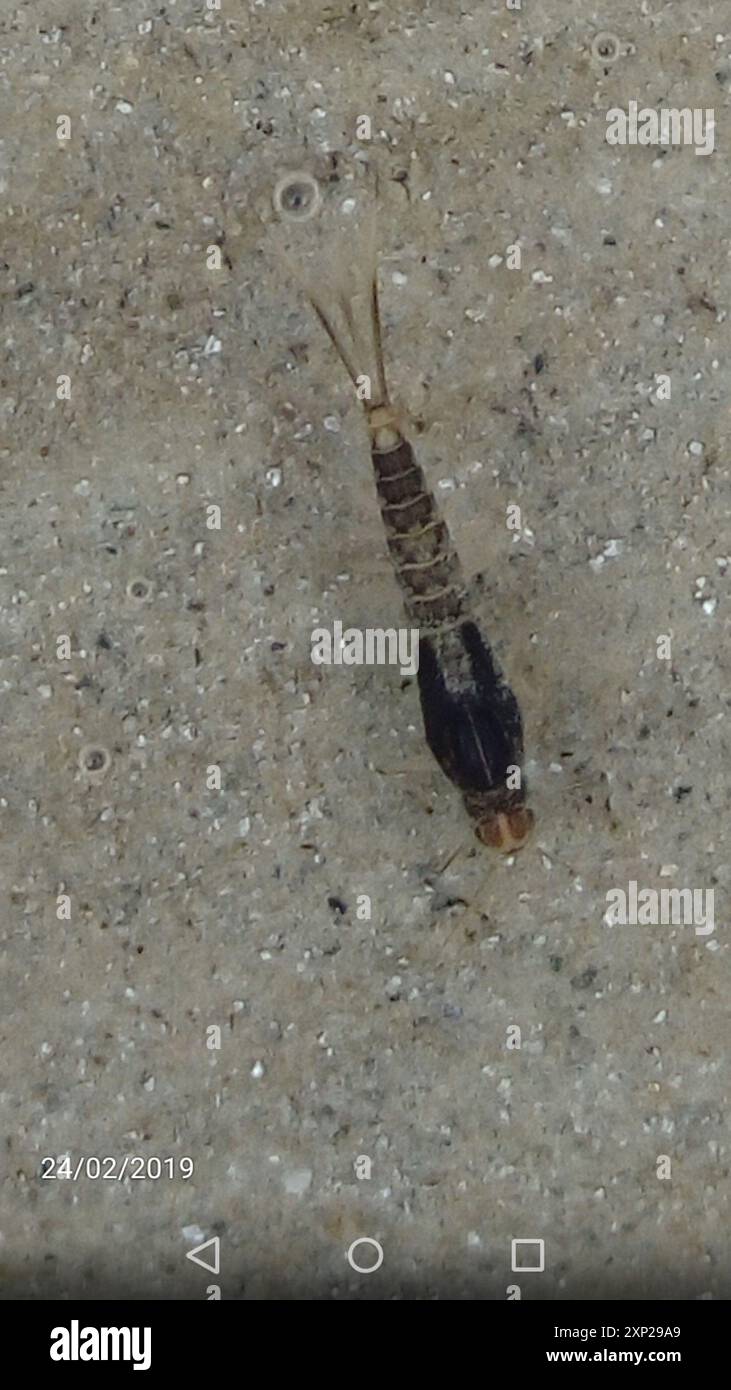 Mayflies (Ephemeroptera) Insecta Stock Photo - Alamy