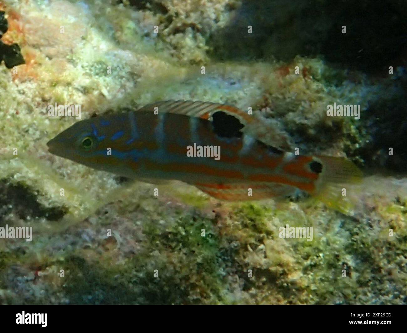 Puddingwife Wrasse (Halichoeres radiatus) Actinopterygii Stock Photo ...