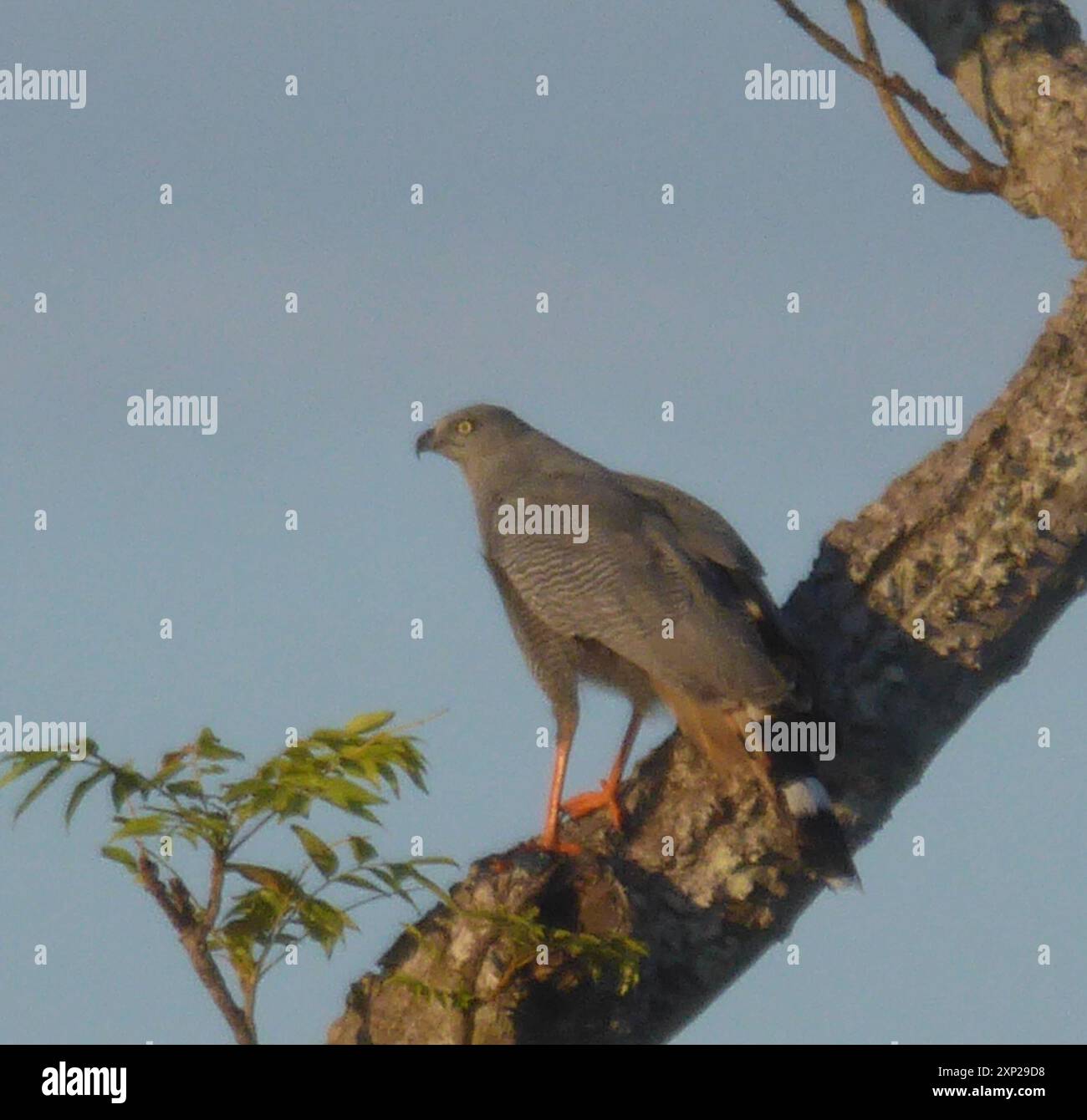 Crane Hawk (Geranospiza caerulescens) Aves Stock Photo - Alamy