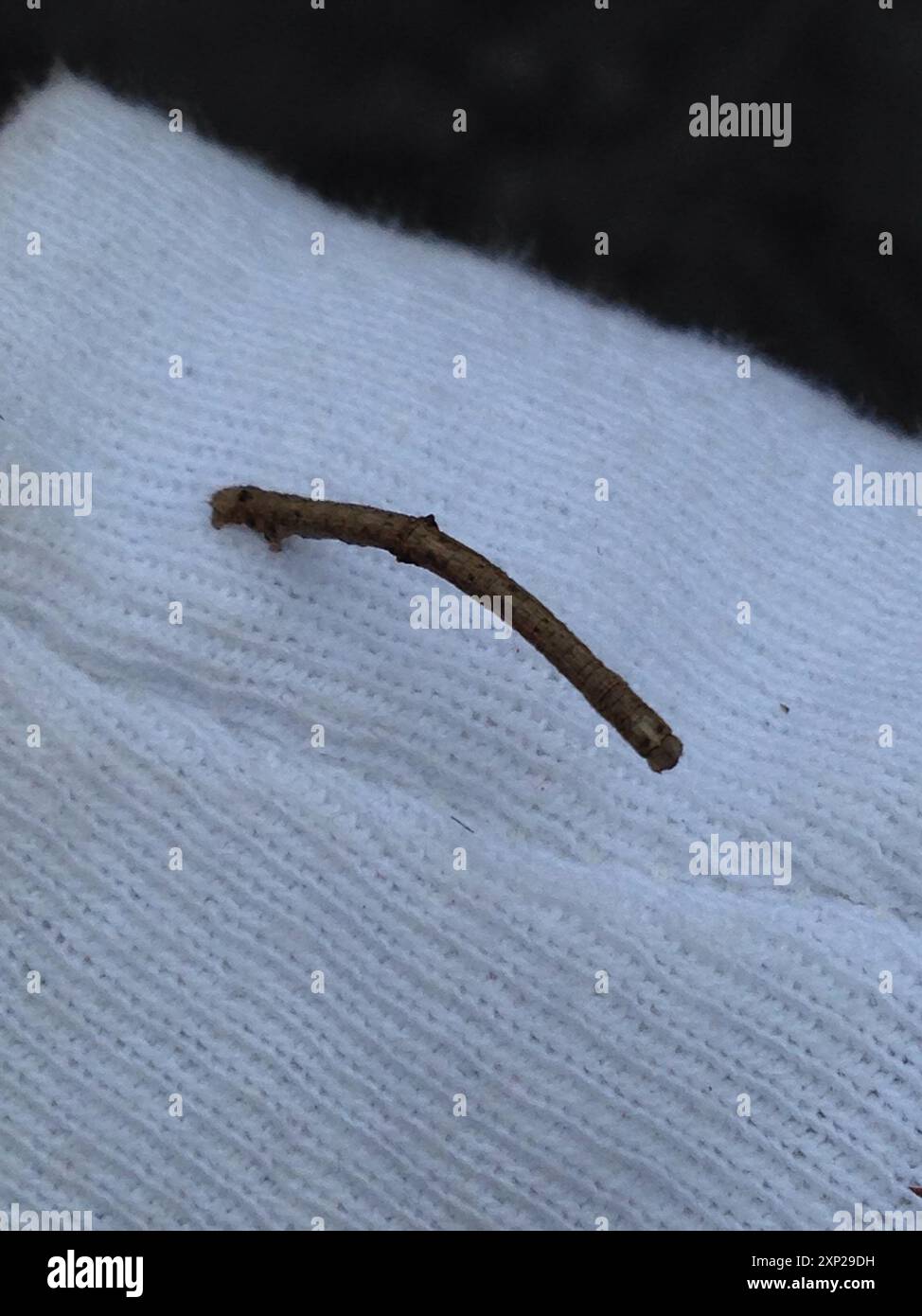 Geometer Moths (Geometridae) Insecta Stock Photo - Alamy