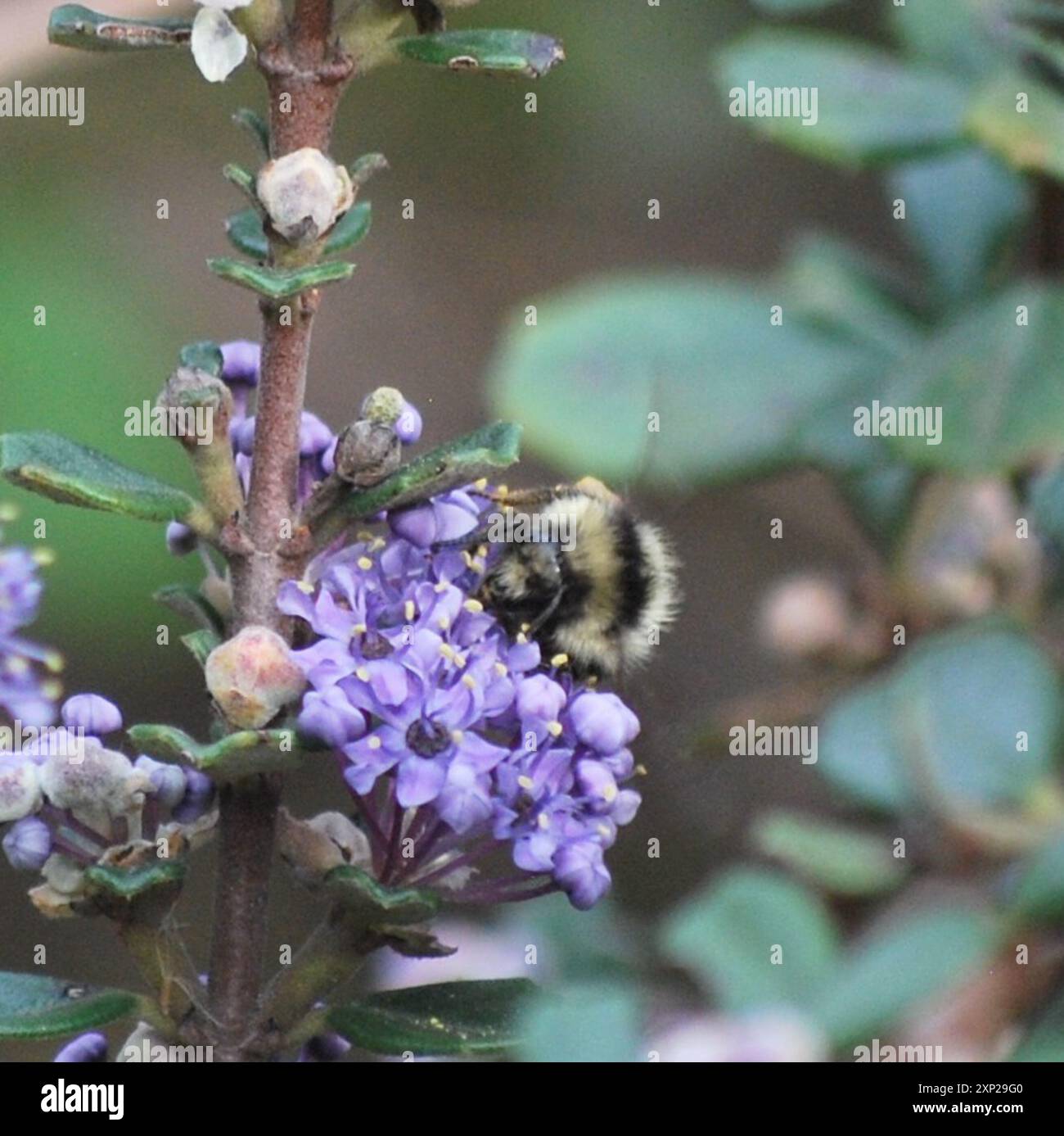 Black-tailed Bumble Bee (Bombus melanopygus) Insecta Stock Photo - Alamy