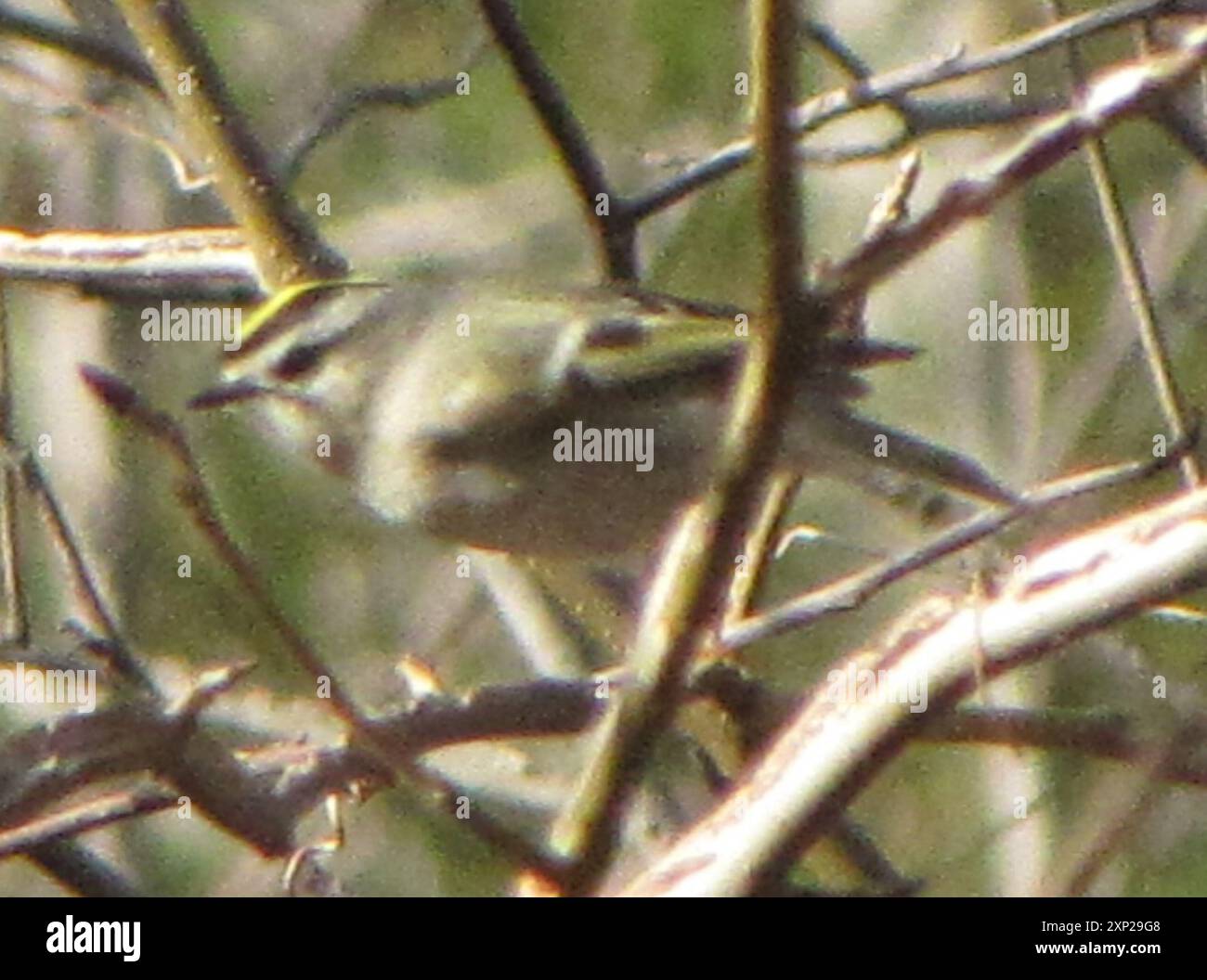 Golden-crowned Kinglet (Regulus satrapa) Aves Stock Photo - Alamy