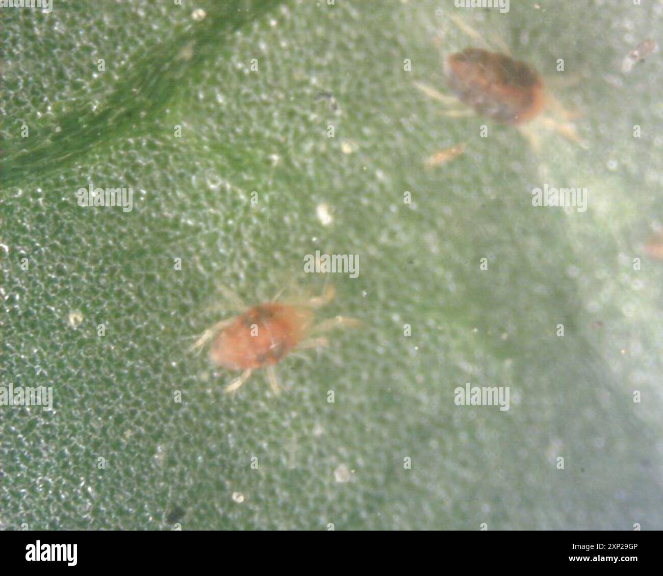 Twospotted Spider Mite (Tetranychus urticae) Arachnida Stock Photo - Alamy