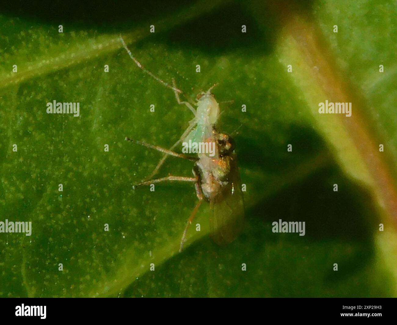 Non-biting Midges (Chironomidae) Insecta Stock Photo - Alamy