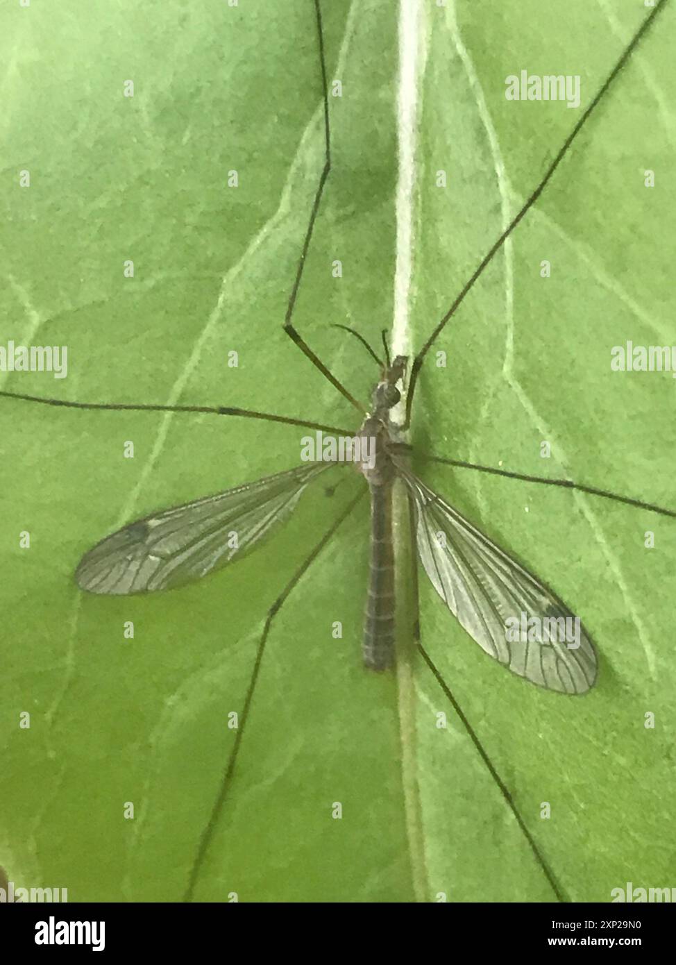 Large Crane Flies (Tipulidae) Insecta Stock Photo - Alamy