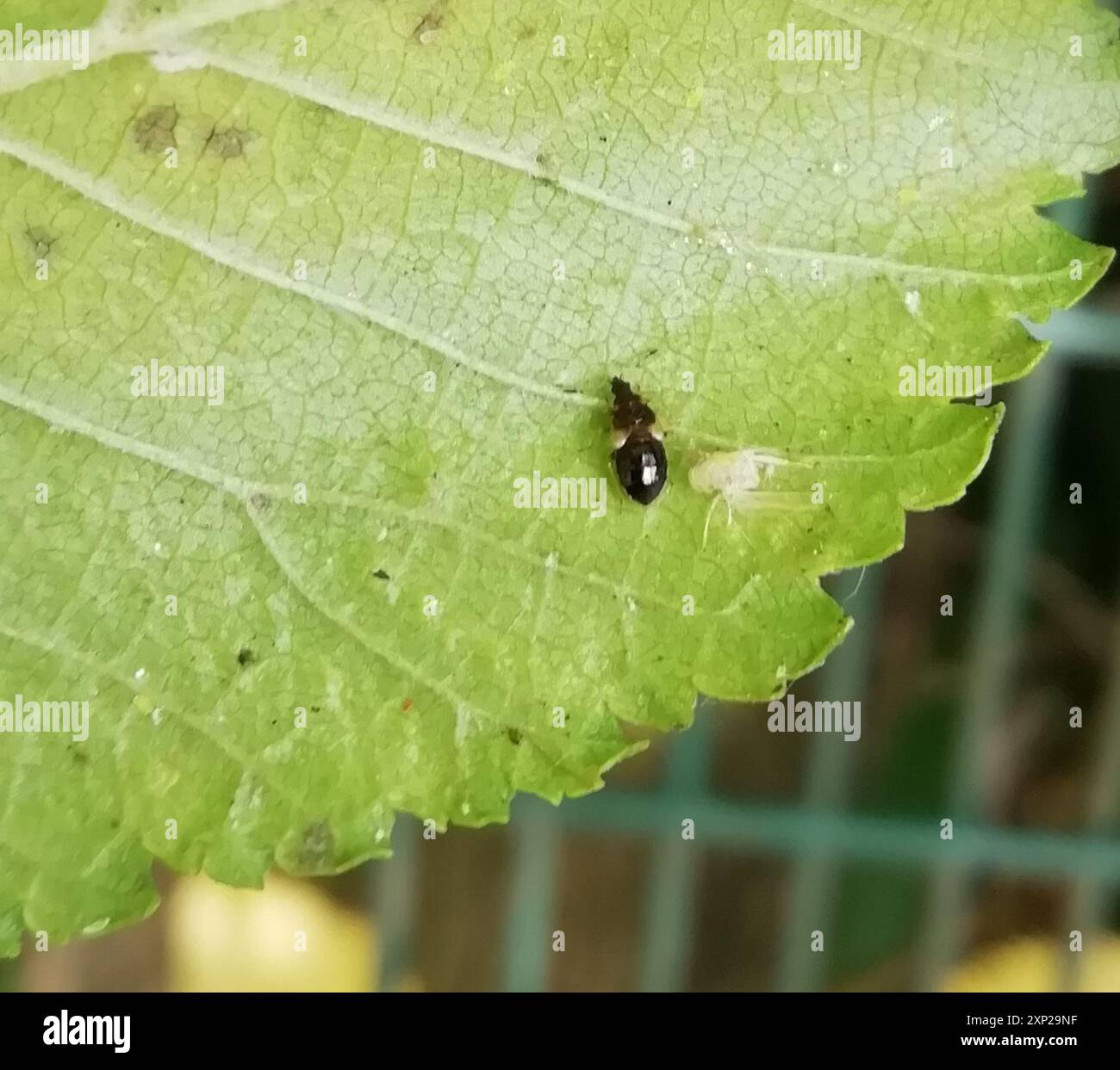 Minute pirate bugs (Anthocoridae) Insecta Stock Photo - Alamy