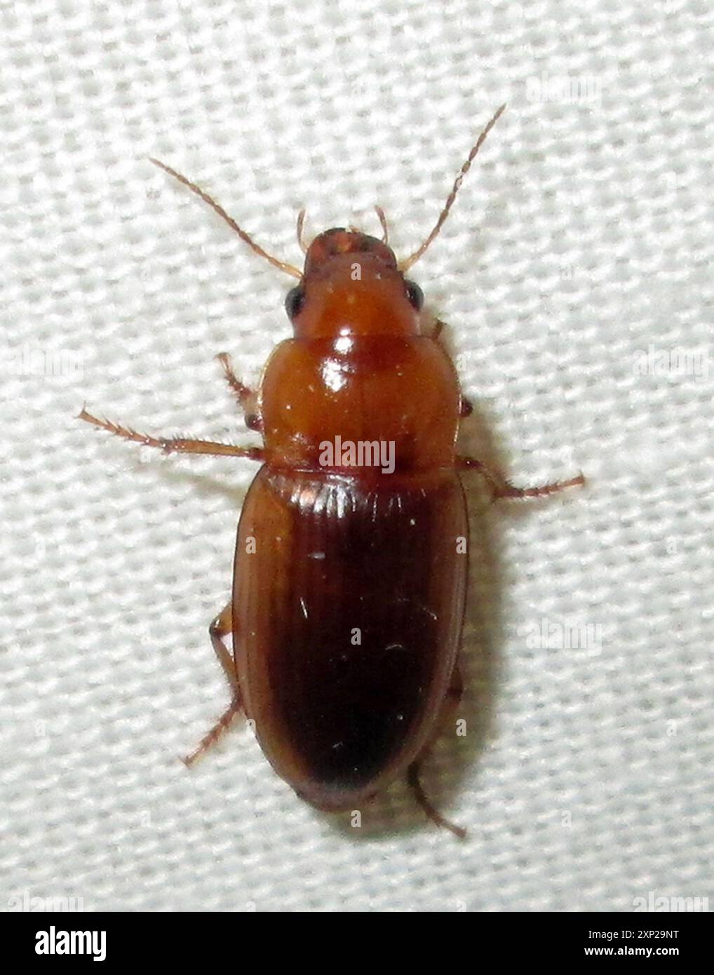 (Ooidius crassiceps) Insecta Stock Photo - Alamy