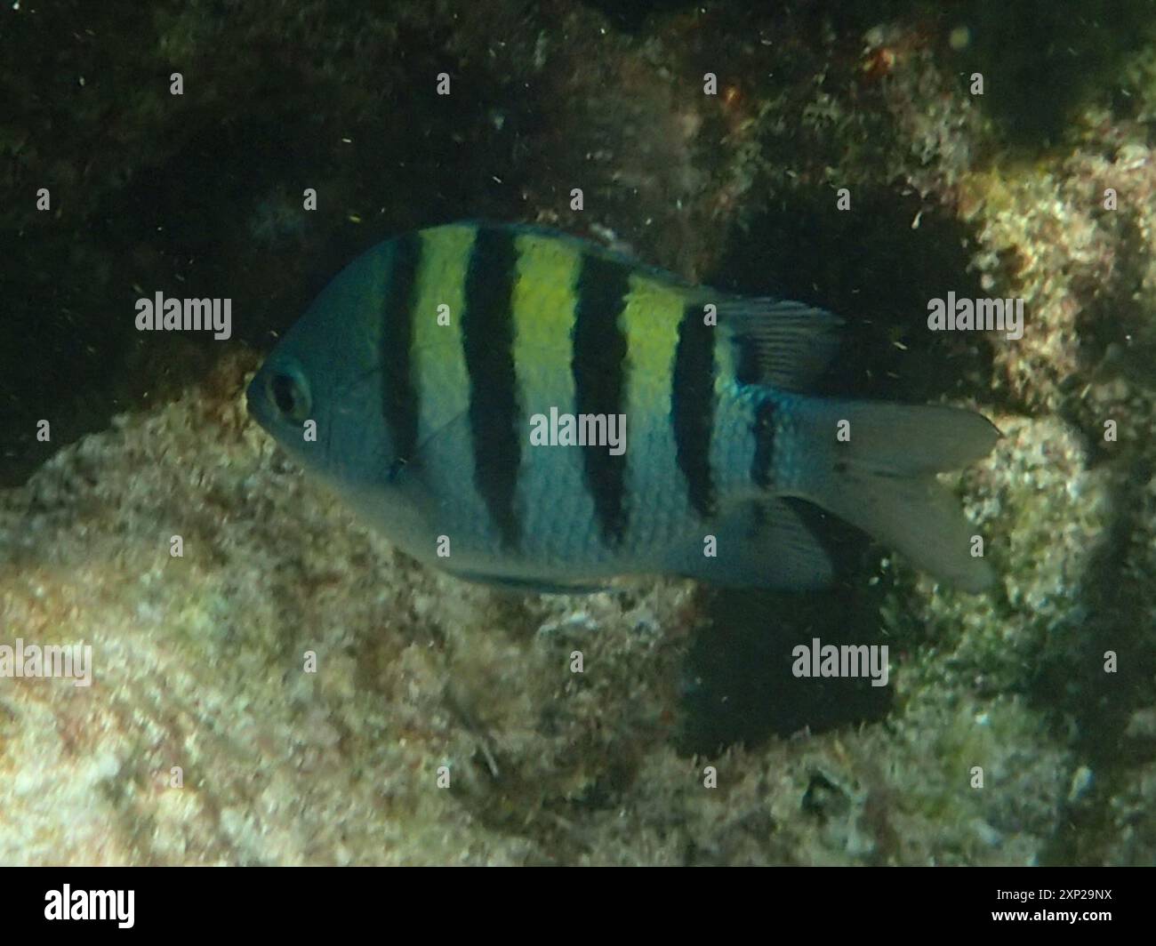 Atlantic Sergeant Major (Abudefduf saxatilis) Actinopterygii Stock ...