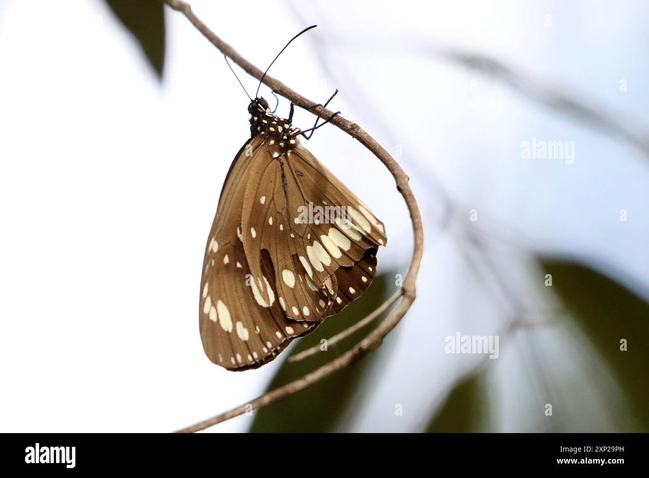 Common Crow Butterfly (Euploea core) Insecta Stock Photo - Alamy
