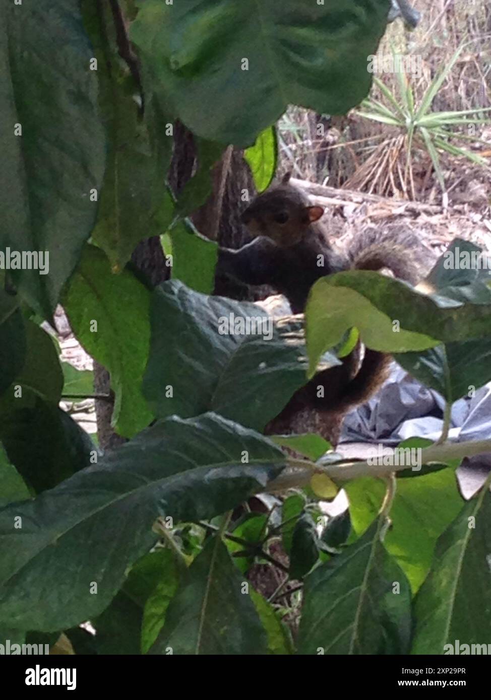 Deppes squirrel hi-res stock photography and images - Alamy