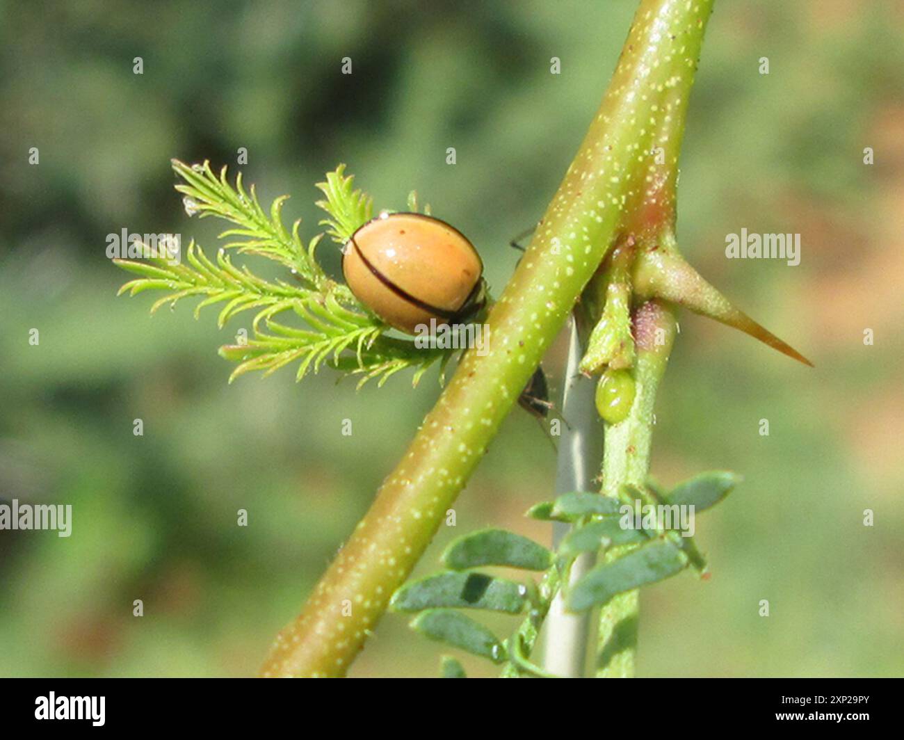 Striped Lady Beetle (Cheilomenes propinqua) Insecta Stock Photo - Alamy