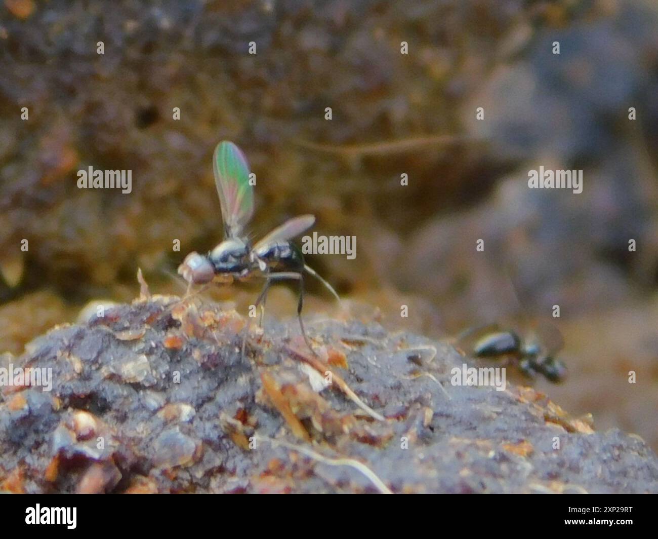 Black Scavenger Flies (Sepsidae) Insecta Stock Photo - Alamy