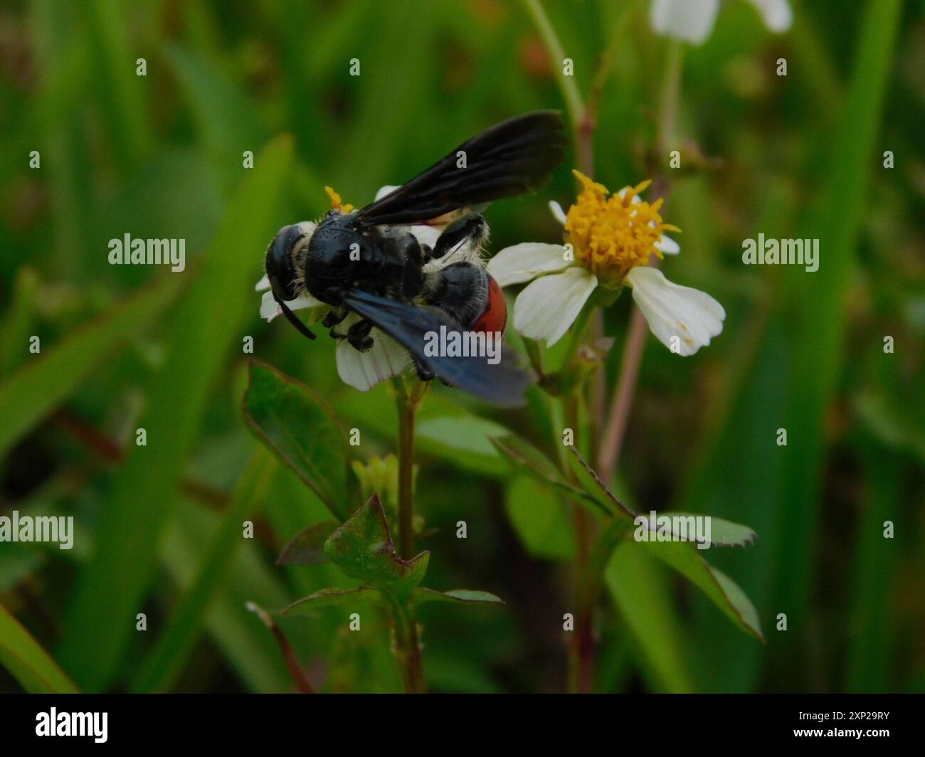 Caribbean scoliid wasp (Dielis dorsata) Insecta Stock Photo - Alamy
