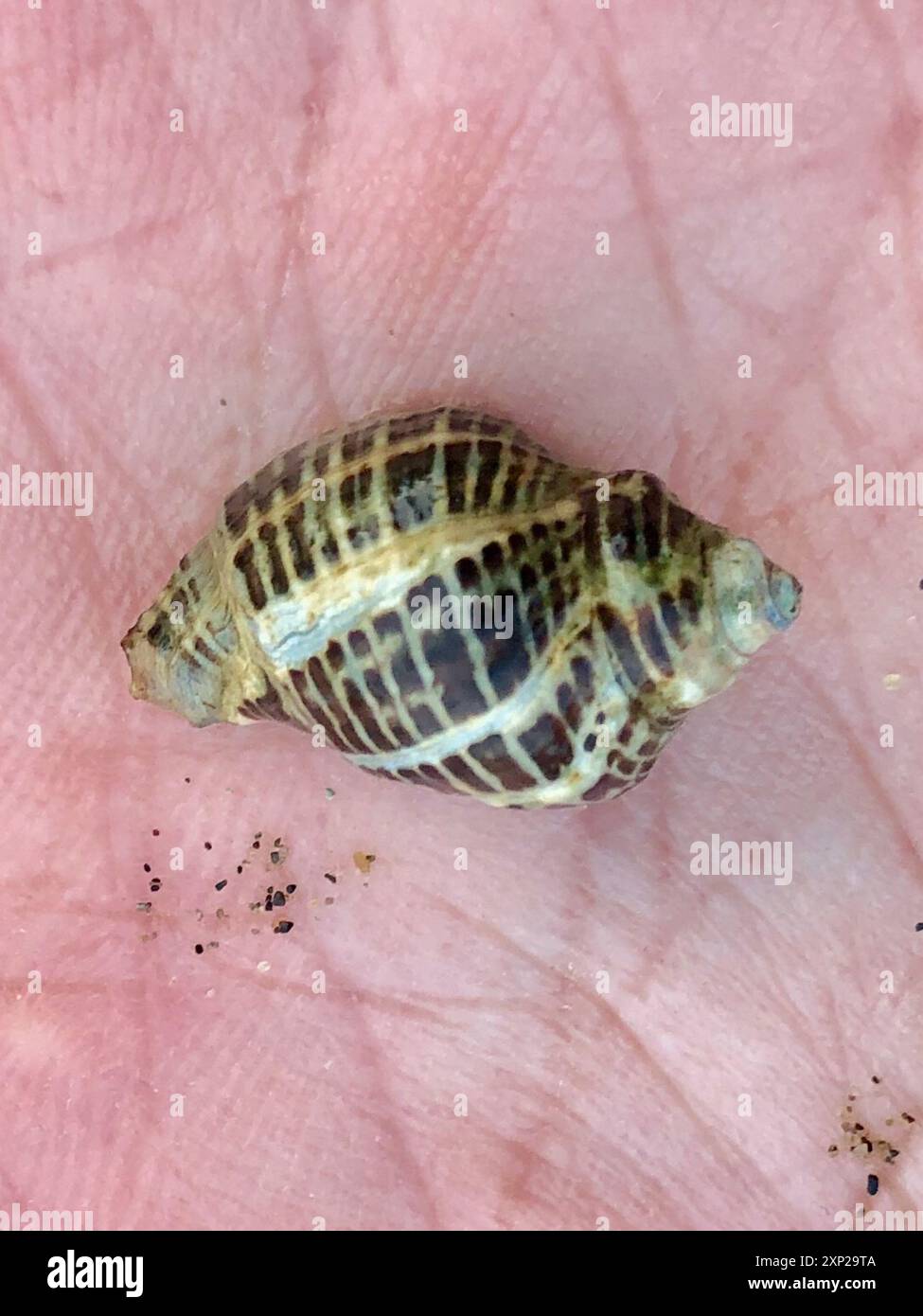 Angular Unicorn (Acanthinucella spirata) Mollusca Stock Photo - Alamy