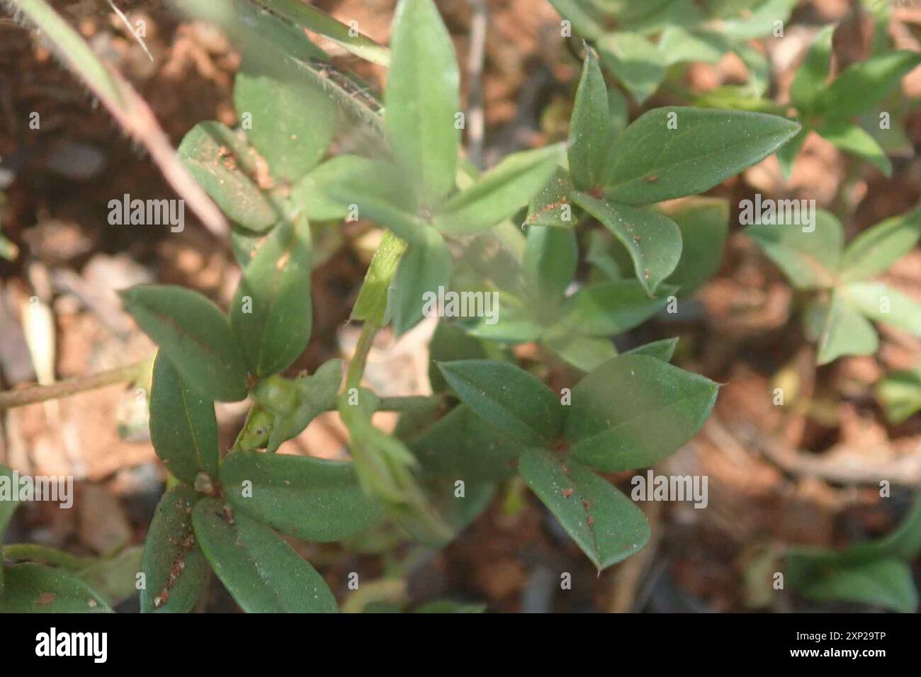 Cape Caterpillarbean (Zornia capensis capensis) Plantae Stock Photo - Alamy
