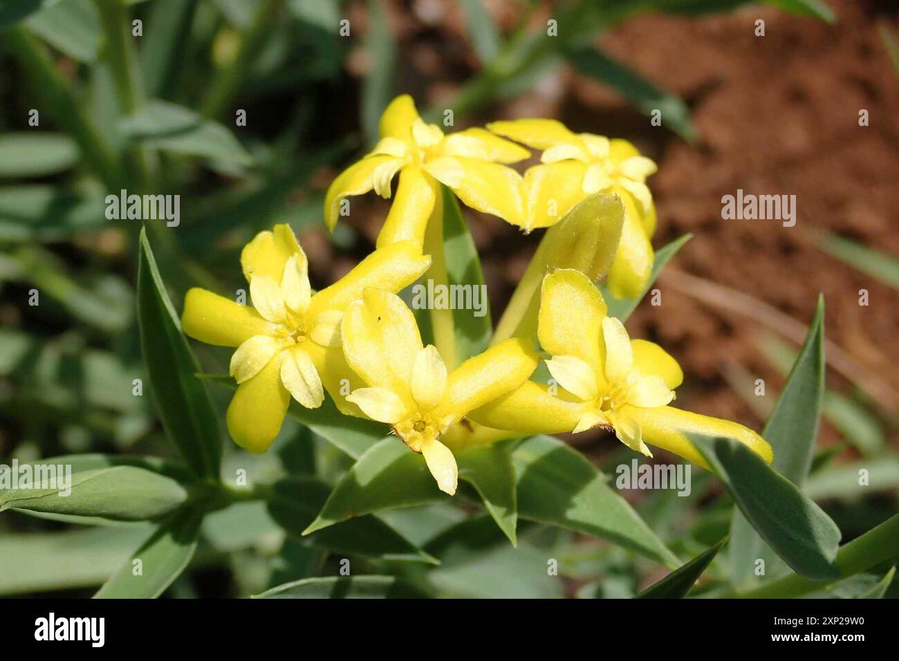 Common Curryflower (Lasiosiphon capitatus) Plantae Stock Photo - Alamy