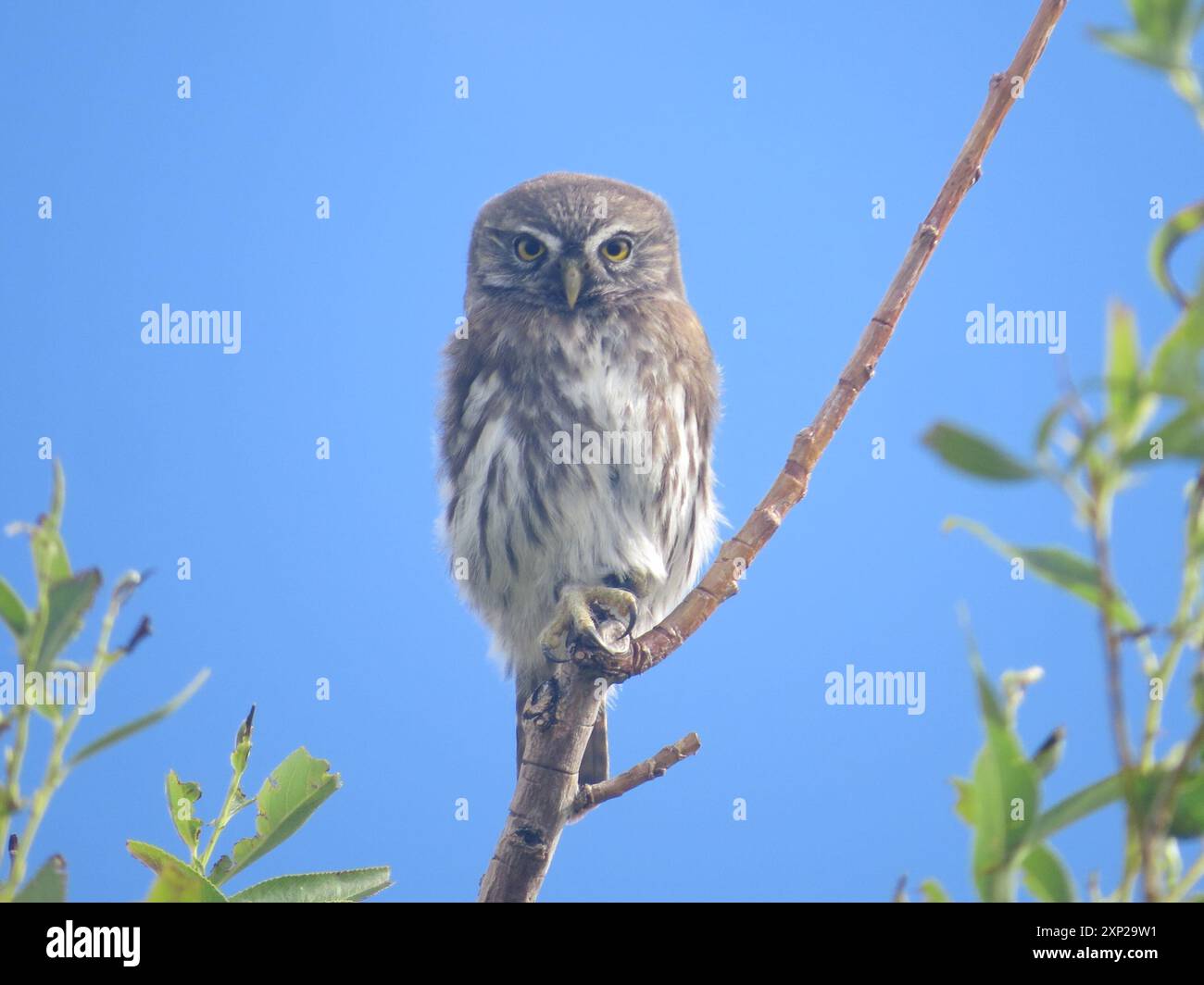 Austral Pygmy-Owl (Glaucidium nana) Aves Stock Photo - Alamy
