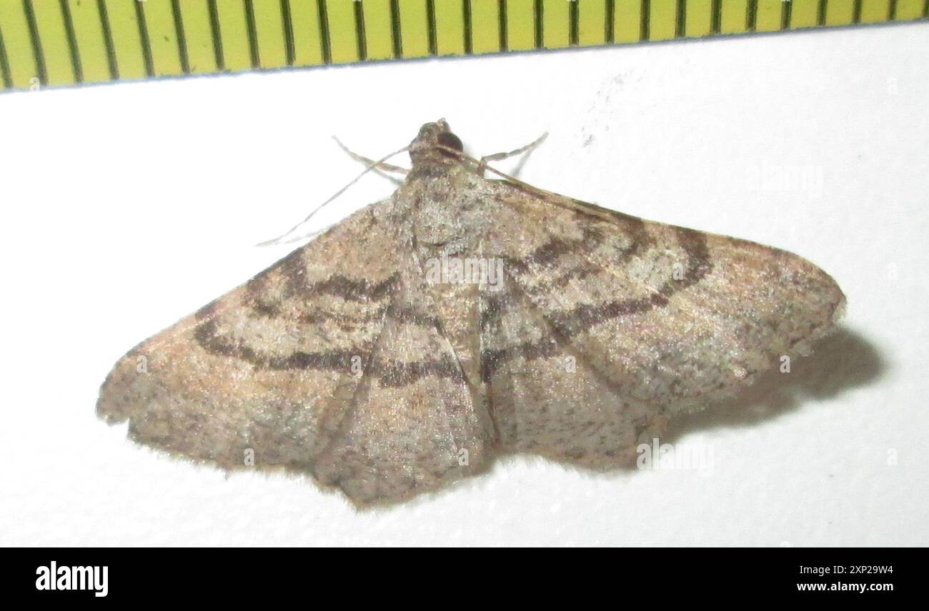 Geometer Moths (Geometridae) Insecta Stock Photo - Alamy