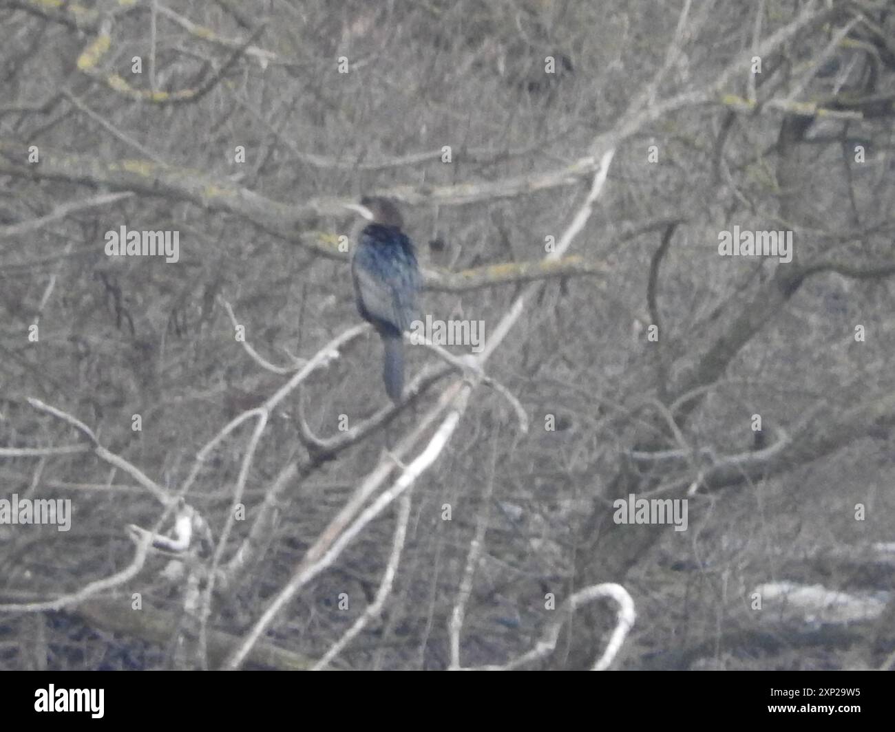 Pygmy Cormorant (Microcarbo pygmaeus) Aves Stock Photo - Alamy