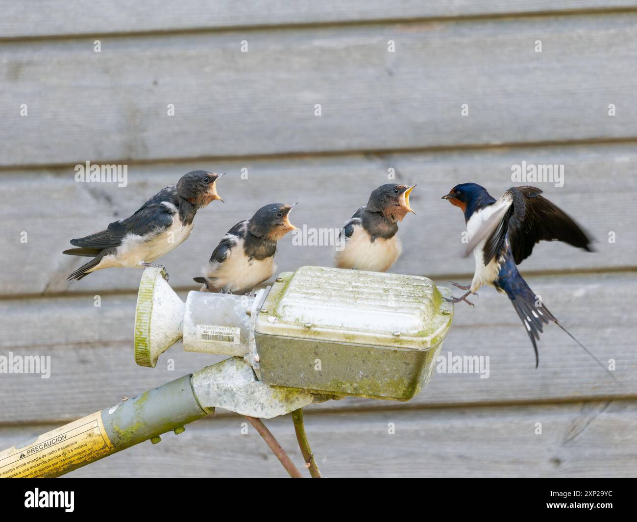 Barn swallow feeding a fledgling hi-res stock photography and images ...