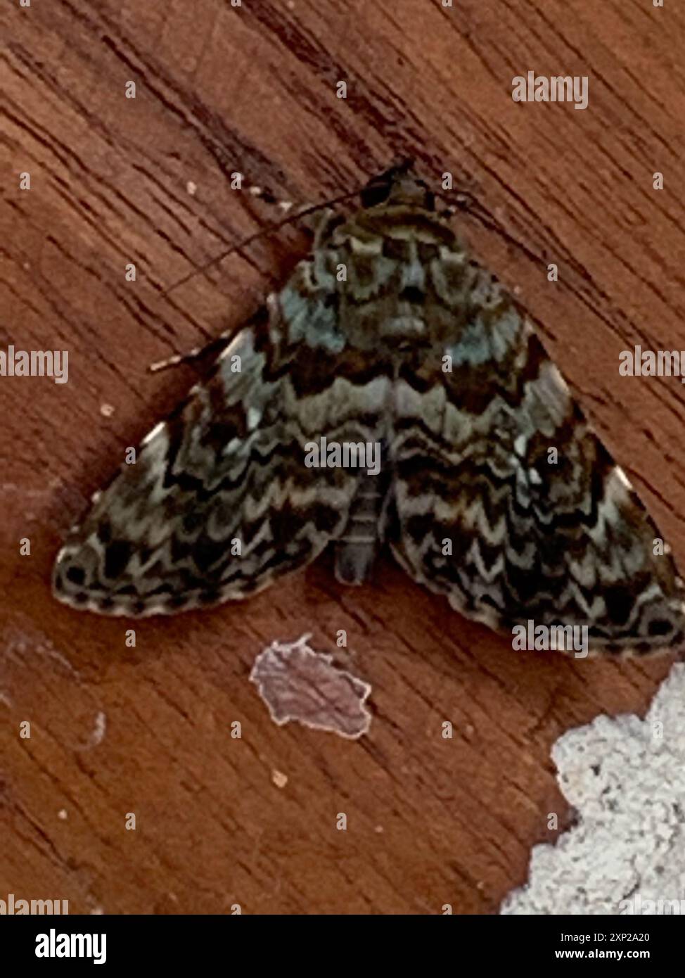 Polynoe hi-res stock photography and images - Alamy