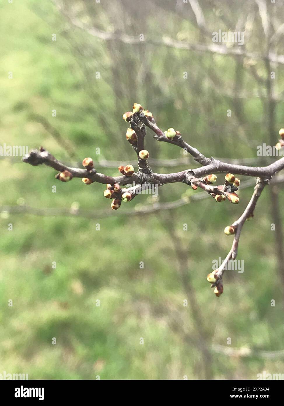 Chickasaw plum (Prunus angustifolia) Plantae Stock Photo - Alamy