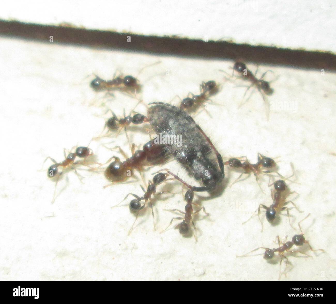 African Big-headed Ant (Pheidole megacephala) Insecta Stock Photo - Alamy