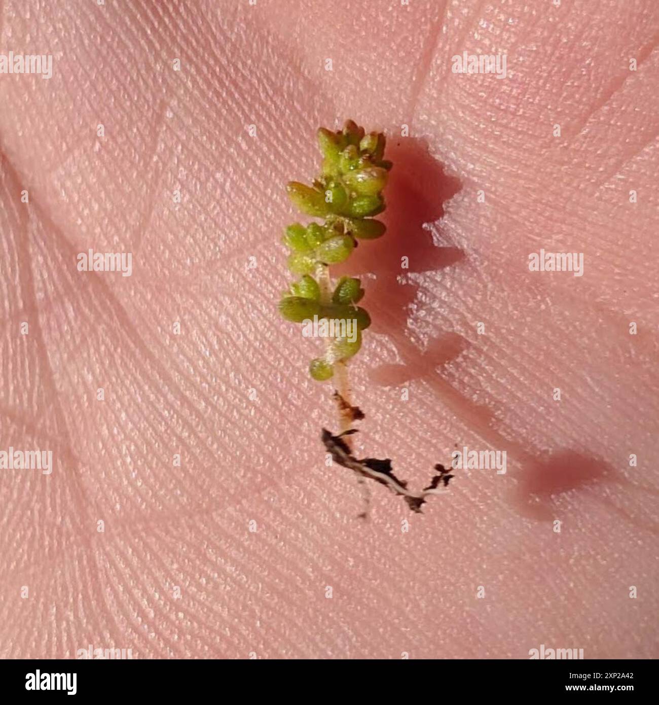 sand pygmyweed (Crassula connata) Plantae Stock Photo - Alamy