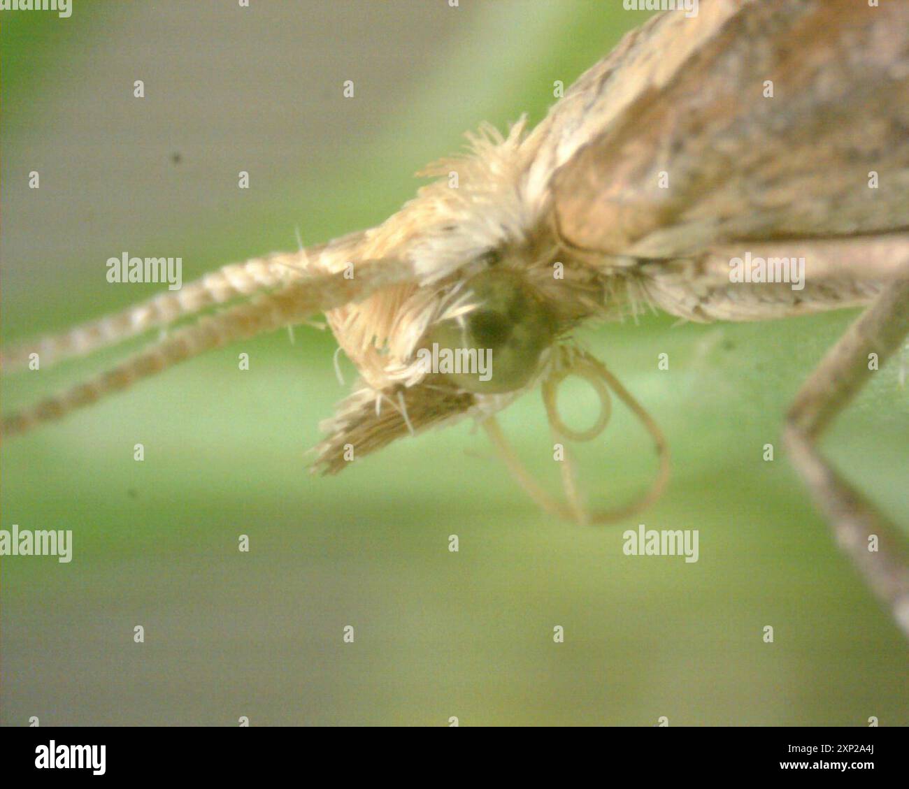 Diamondback Moth (Plutella xylostella) Insecta Stock Photo - Alamy