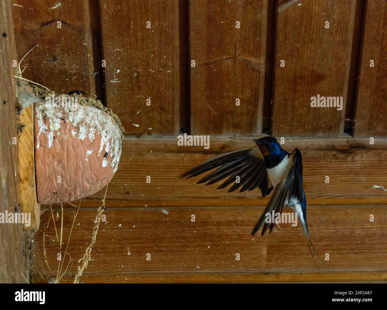 Barn swallow flying bird hi-res stock photography and images - Alamy